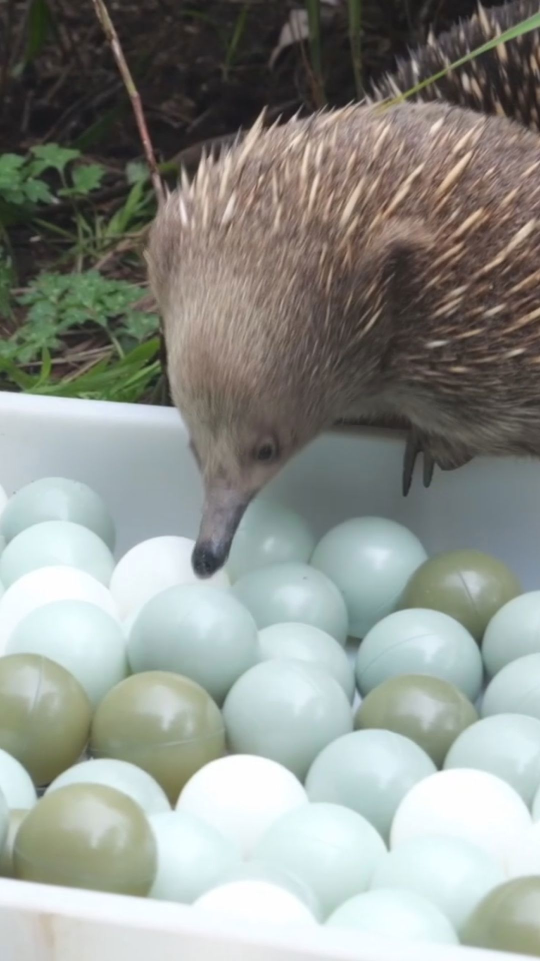 Anteater plays in ball pit at Healesvile Sanctuary in Australia | wkyc.com