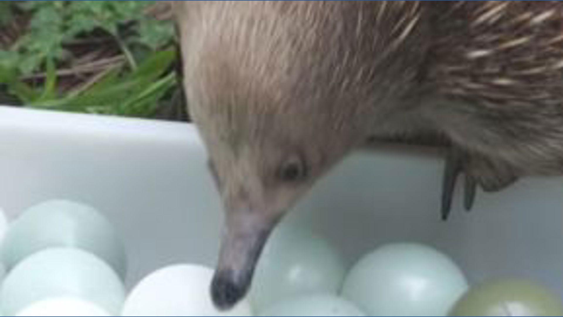 Anteater plays in ball pit at Healesvile Sanctuary in Australia | wkyc.com