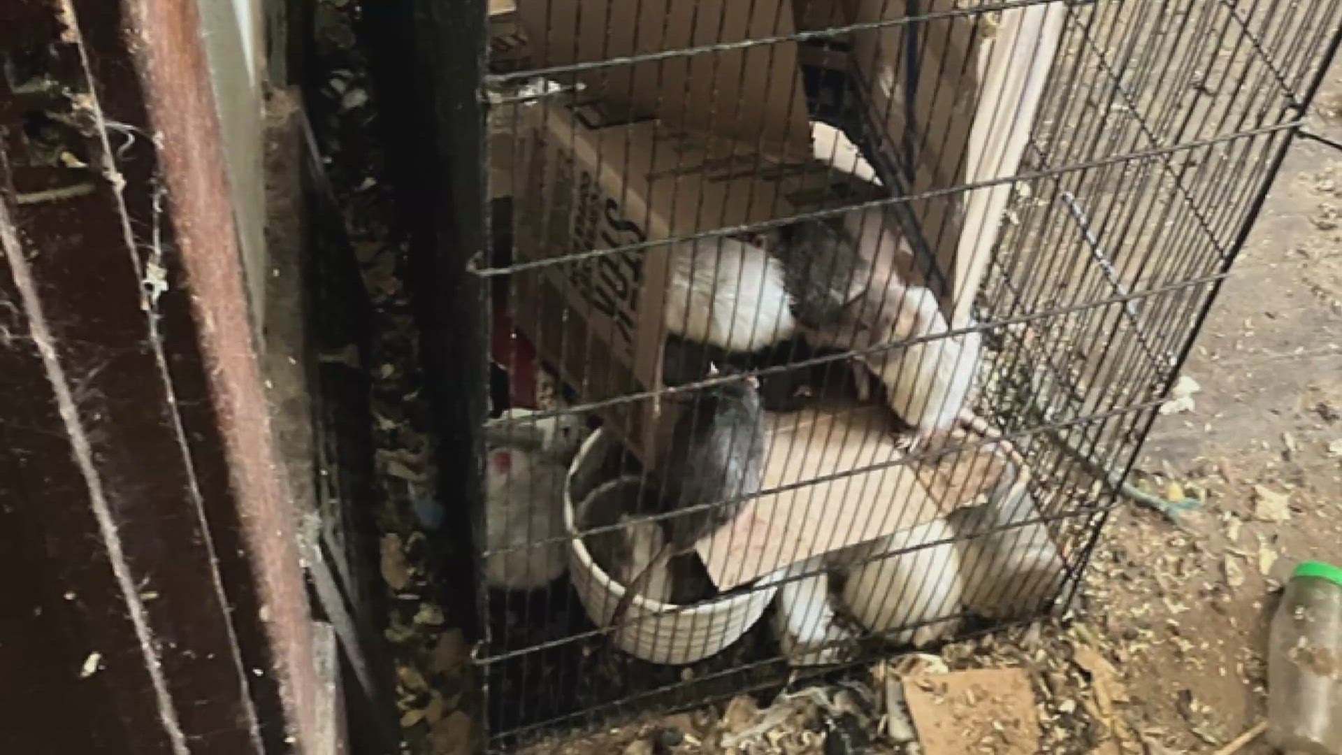 Canton couple charged with animal cruelty, possible human remains ...