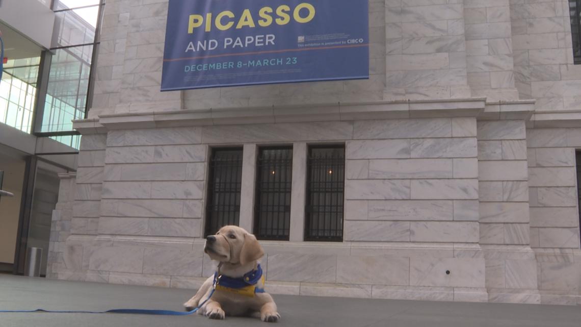 Canine Companions service dogs train at Cleveland Museum of Art | wkyc.com