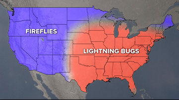 Lightning bug season has arrived in Ohio: where to see them | wkyc.com