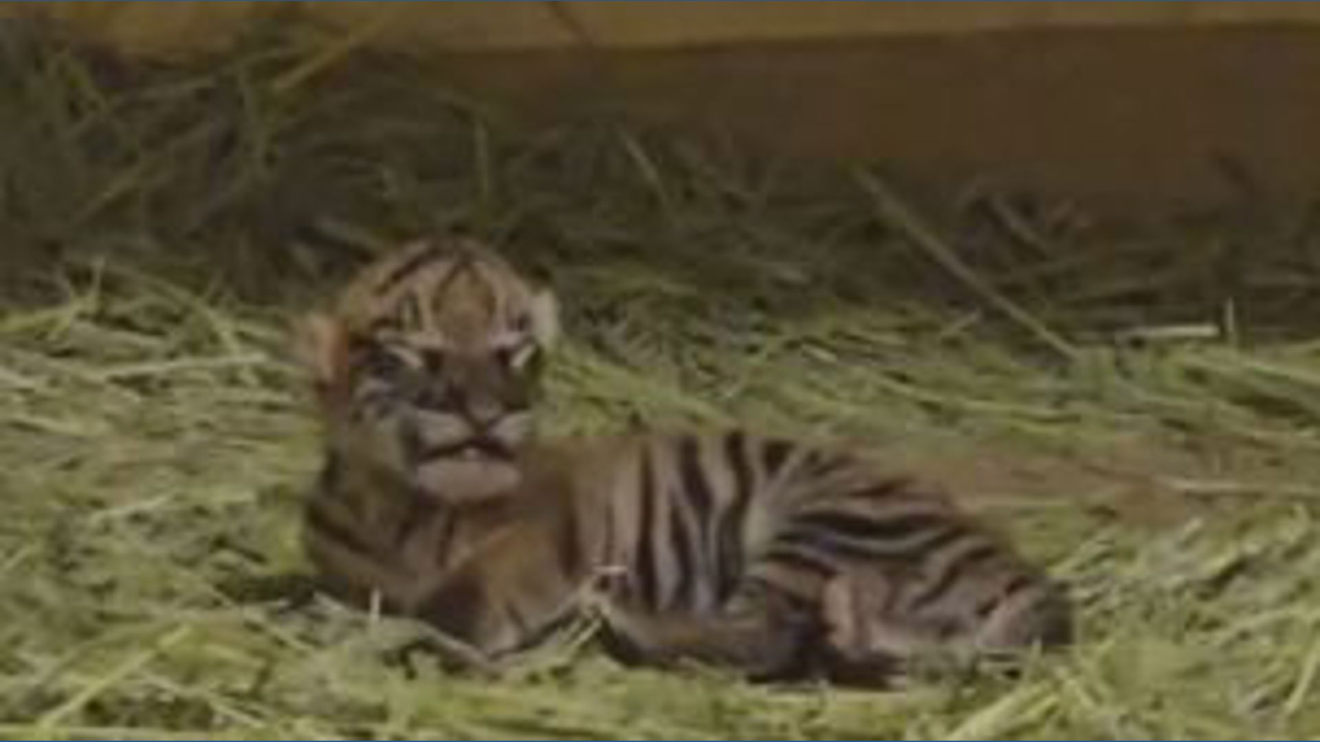 Sumatran tiger cub birth announced at Oklahoma City Zoo | wkyc.com