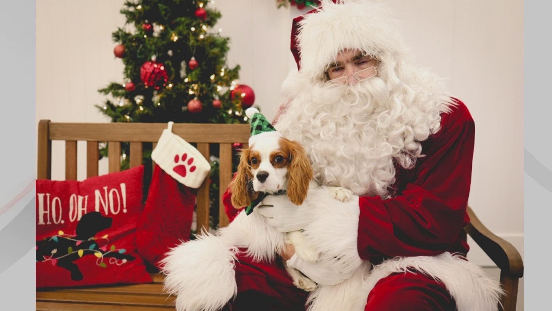 Doggone Weather: Louie | wkyc.com