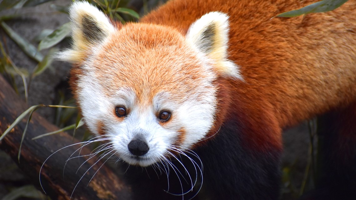 Akron Zoo announces death of red panda Penny | wkyc.com