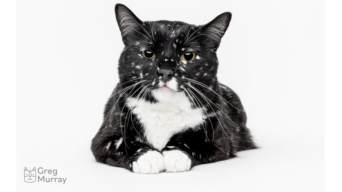 Pet photographer Greg Murray showcases Gatsby Galaxy Kitty for calendar ...