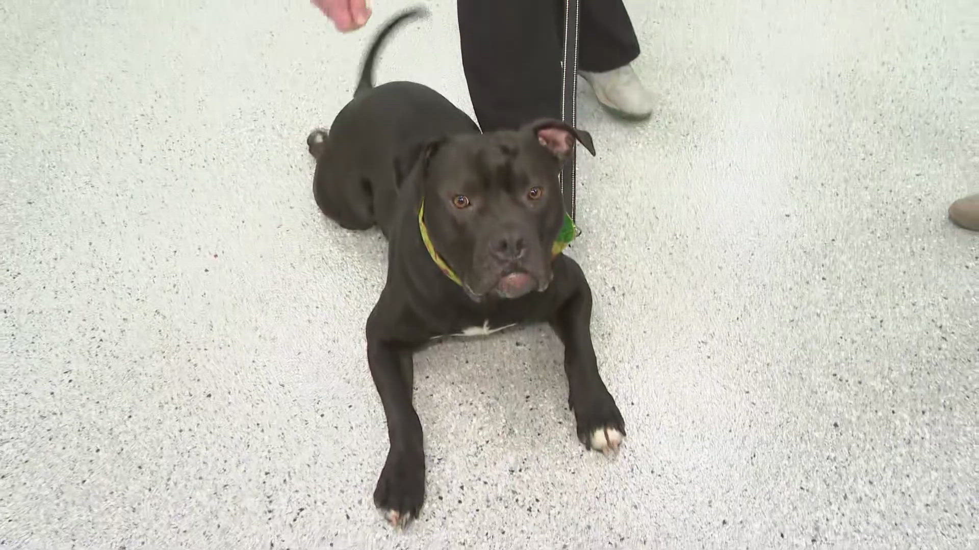 First look inside the new Humane Society of Summit County building in ...