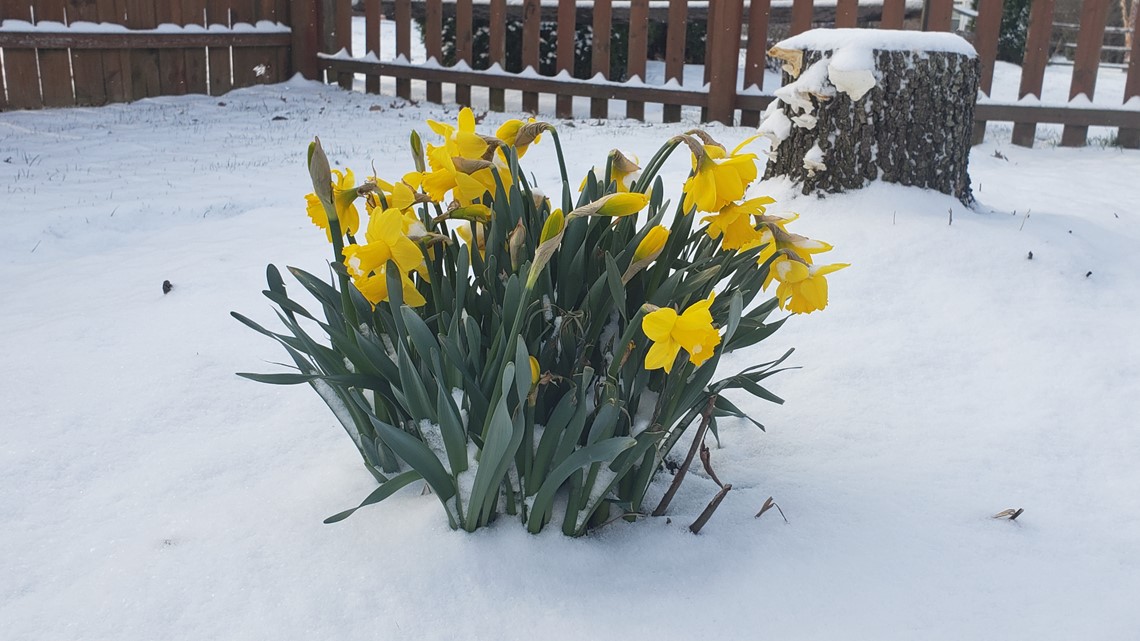 Spring snow in Northeast Ohio: How to get your pictures on TV | wkyc.com