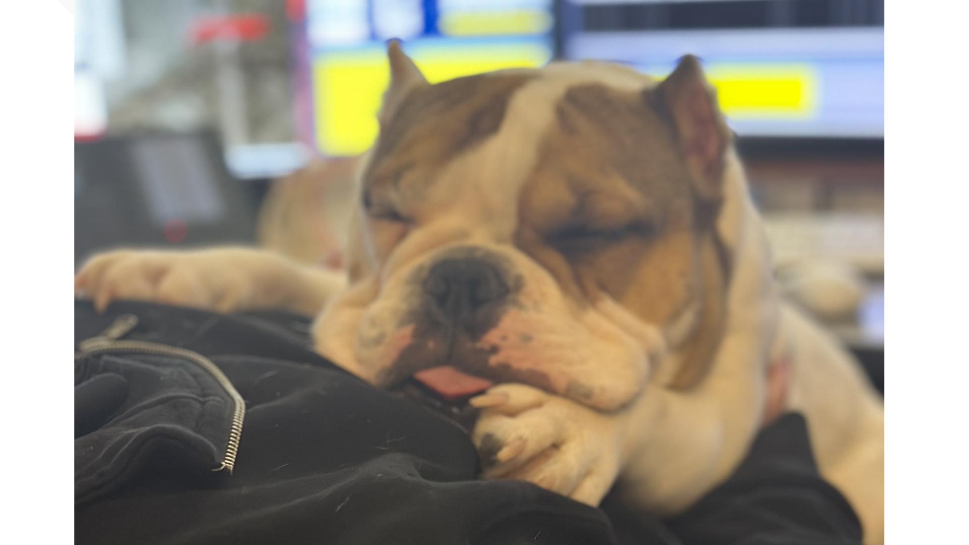 Meet Bolo, the therapy dog for Erie County dispatchers | wkyc.com