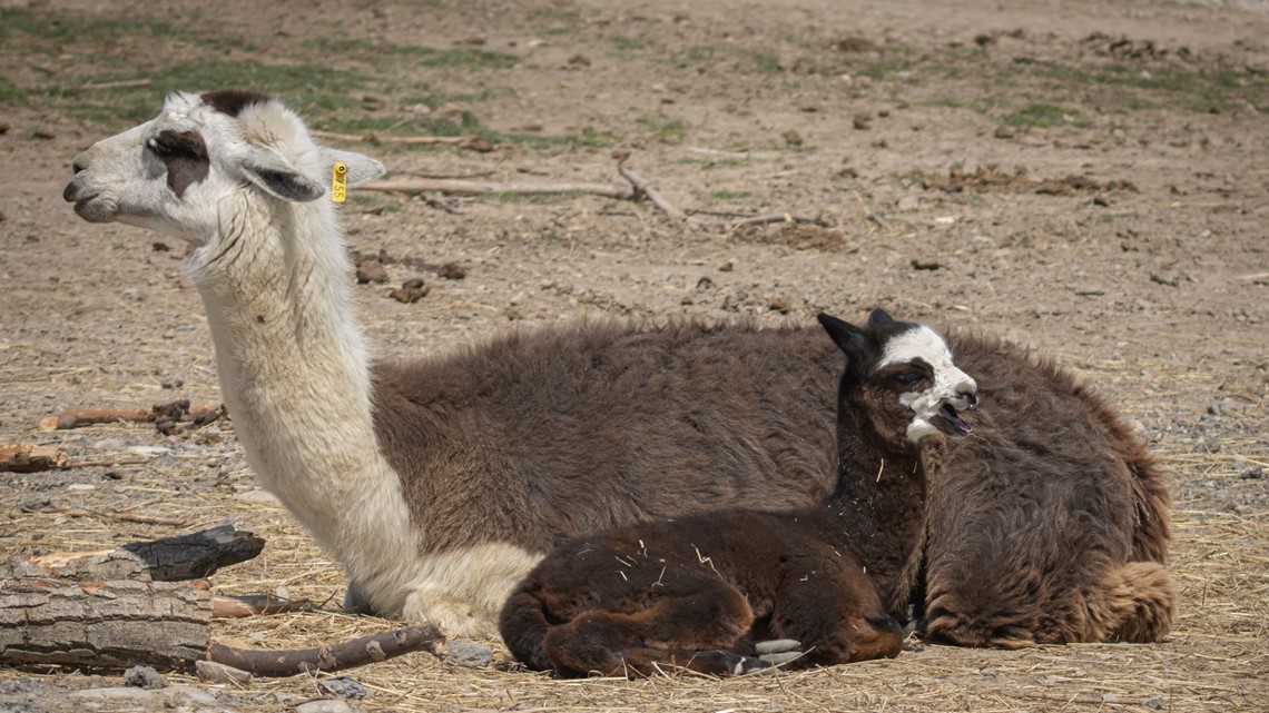 Baby boom underway at African Safari Wildlife Park | wkyc.com