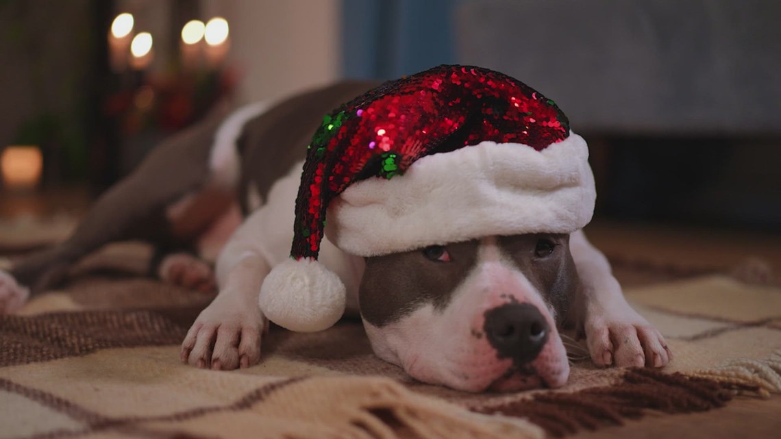 Expert gives advice on how to keep your dog stress-free during holiday ...