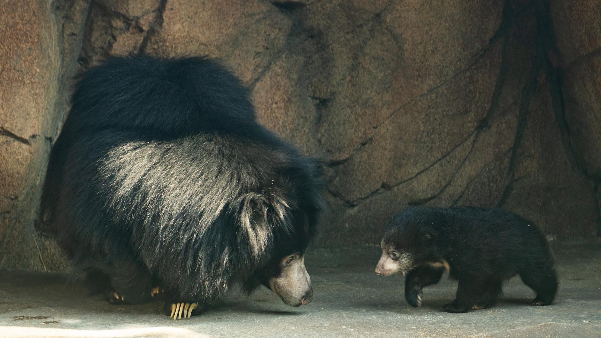 Cleveland Metroparks Zoo reveals name of sloth bear cub | wkyc.com