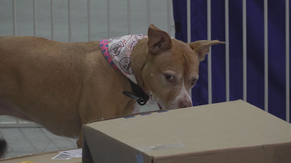 Happy Ratters dog class with Sits n Wiggles in Bedford Heights | wkyc.com