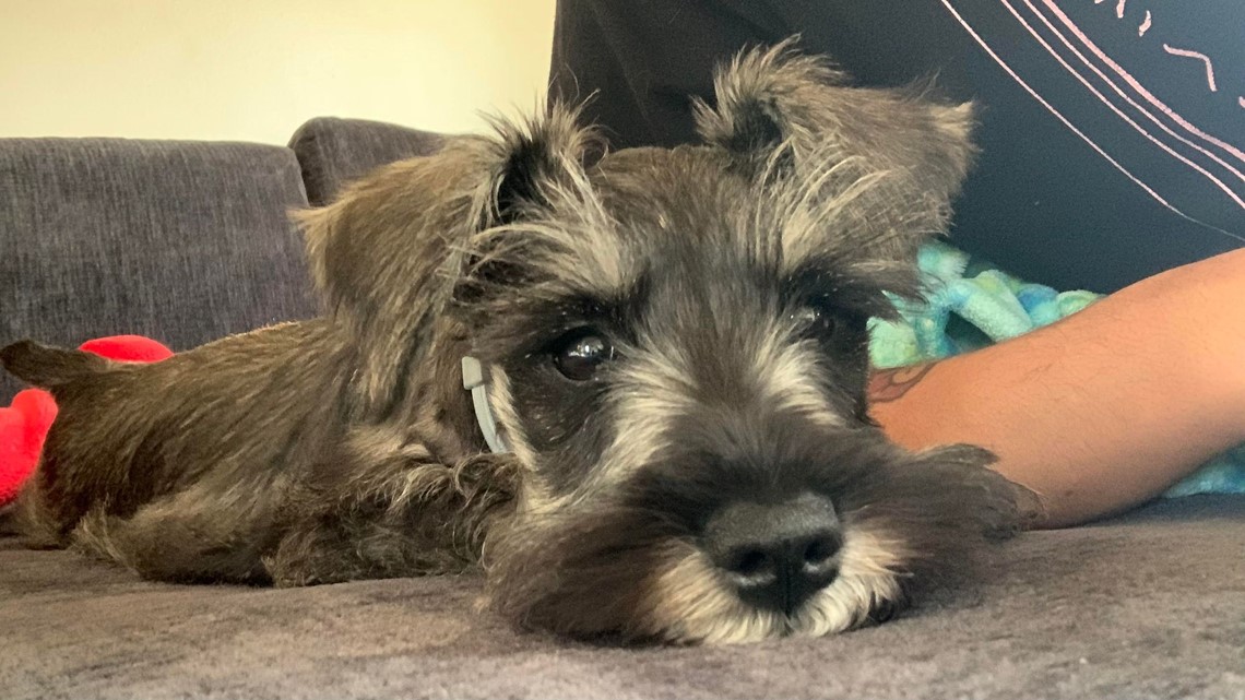 National Puppy Day 2023: Viewer photos | wkyc.com