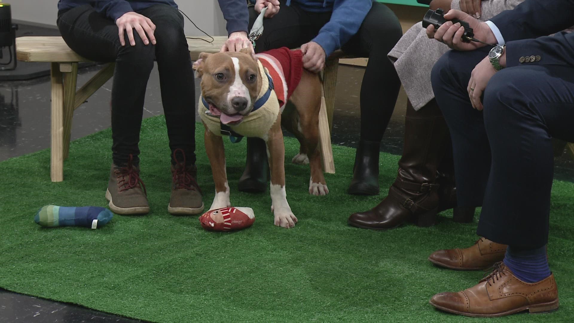 2-legged Ohio dog wins contest to become next Cadbury Bunny | wkyc.com