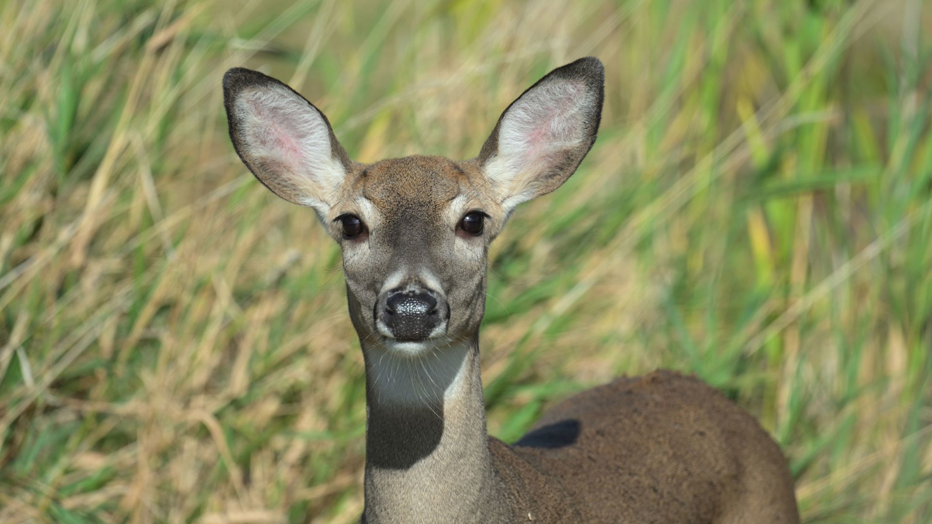 Deer hunting in Ohio: Which counties have most bowhunting success ...