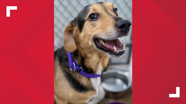 Lake Humane Society asking for donations, will match them | wkyc.com