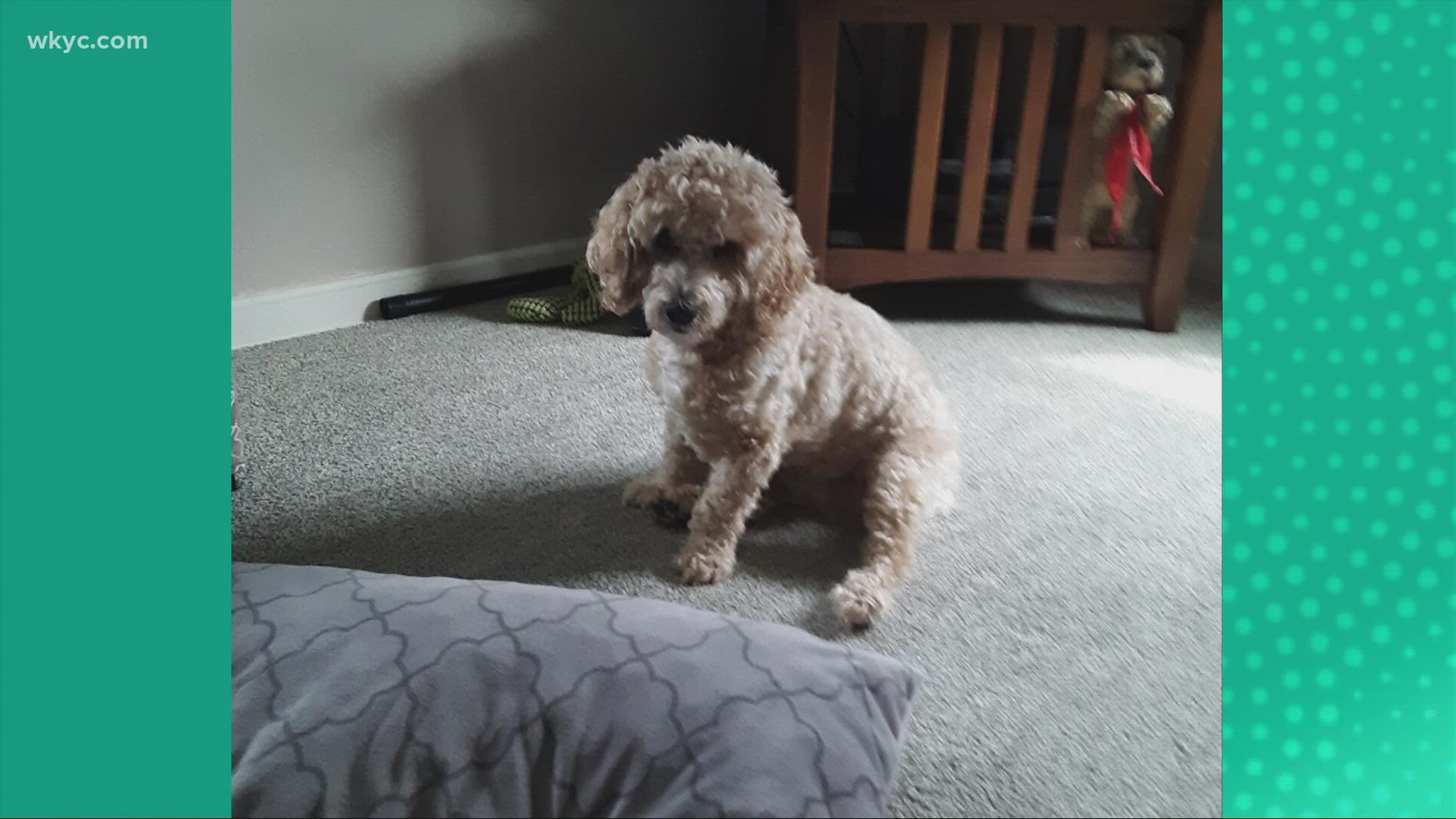 Kevin Young, acquitted of 1990 Lisa Pruett murder, dies at 44 | wkyc.com