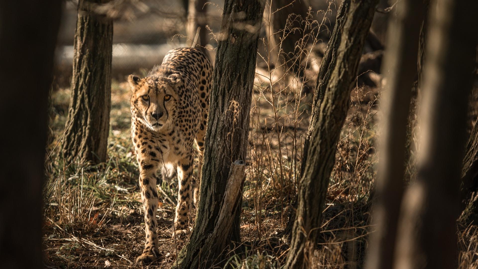 Cleveland Zoo mourns the loss of cheetah Chimba | wkyc.com