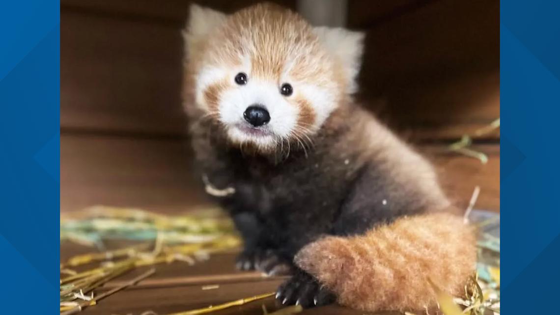Cleveland Metroparks Zoo announces birth of baby red panda | wkyc.com