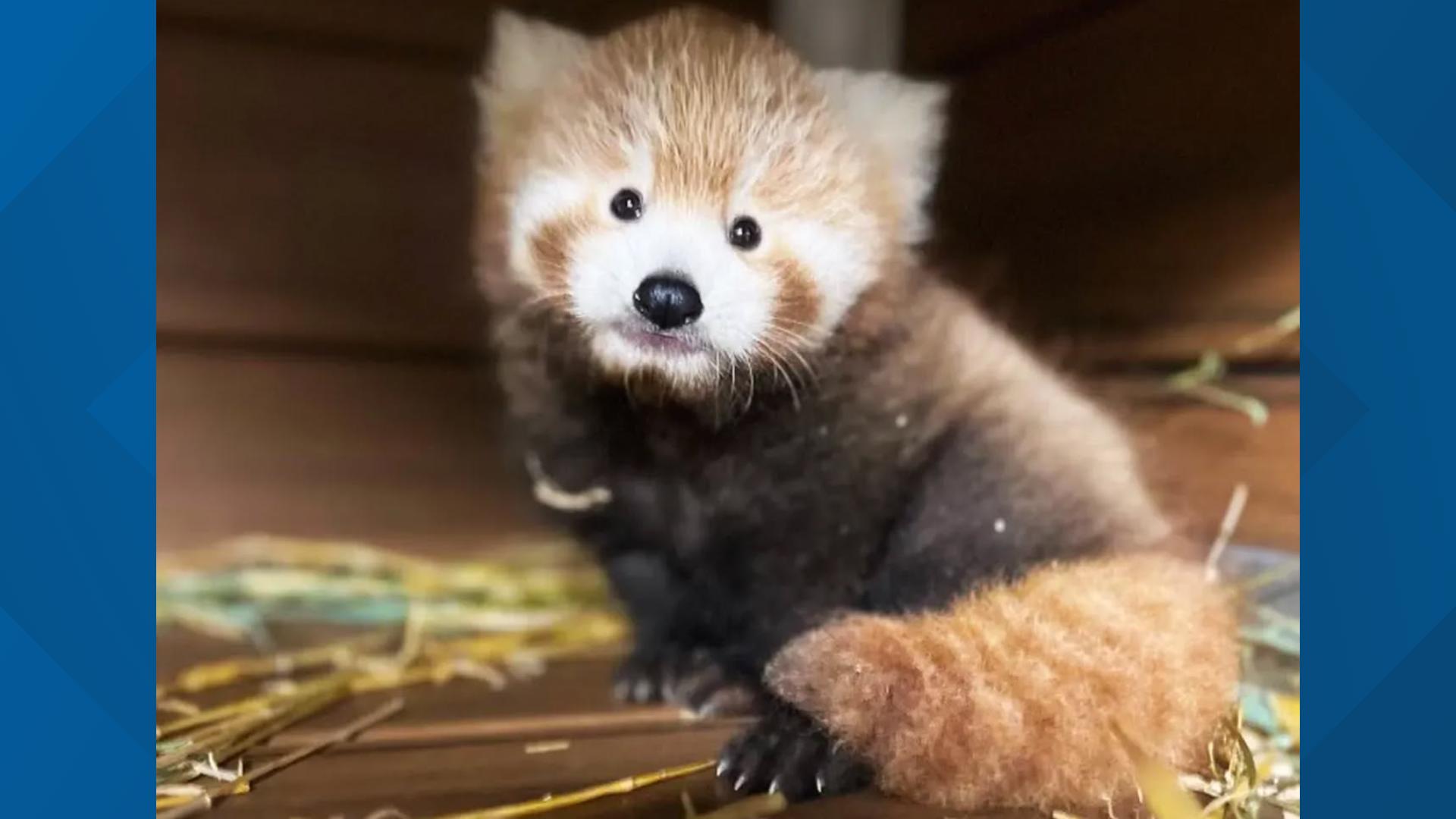 Cleveland Metroparks Zoo announces birth of baby red panda | wkyc.com
