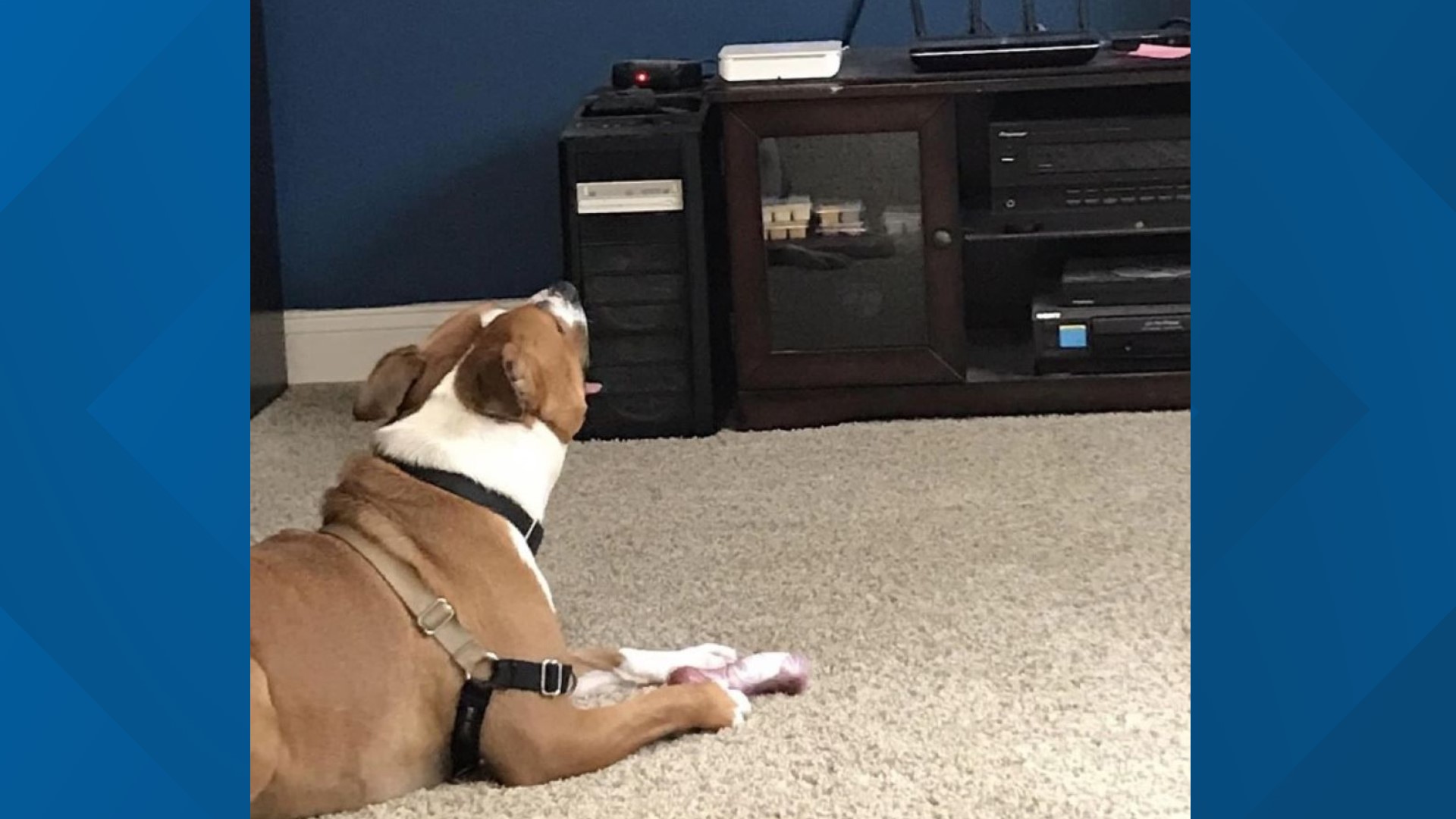 Dog still looking for home after 2,000 days in shelter | wkyc.com