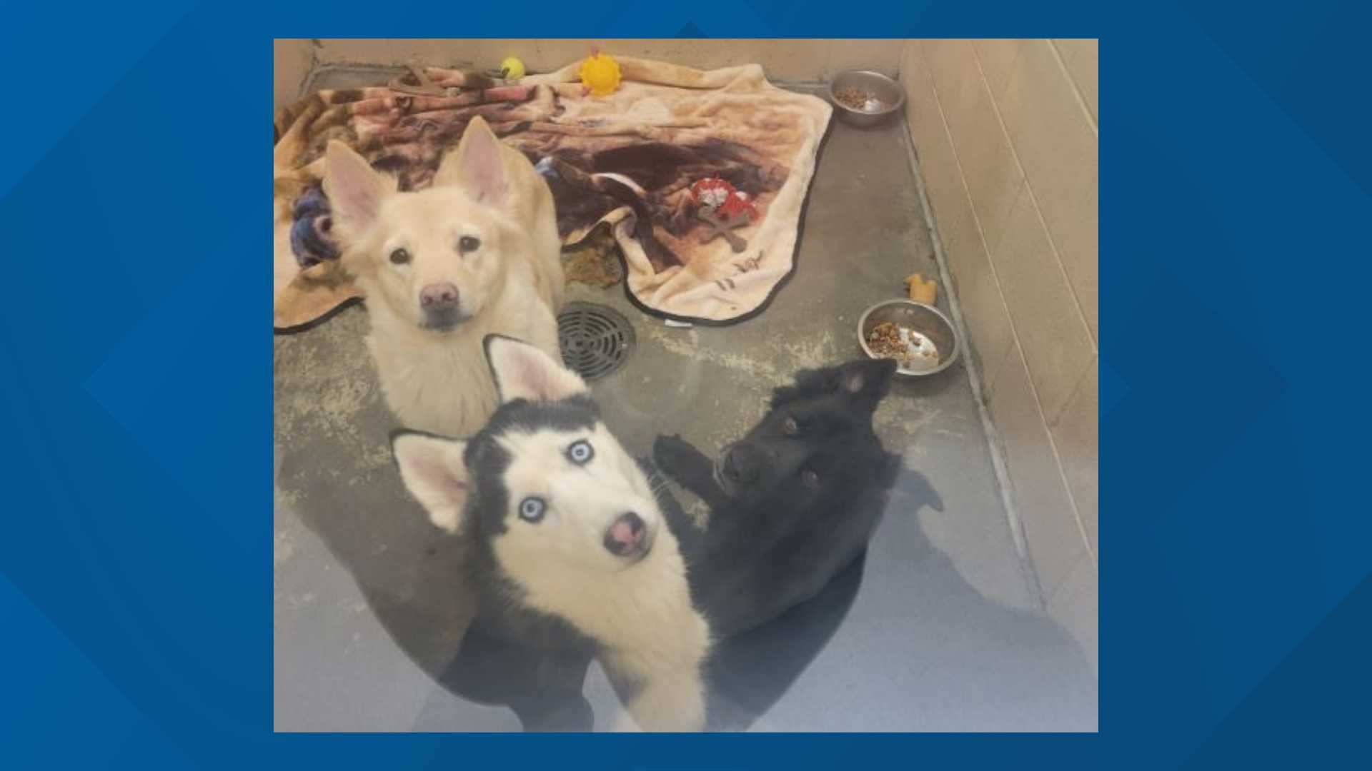 Richland County Humane Society rescues 17 dogs | wkyc.com