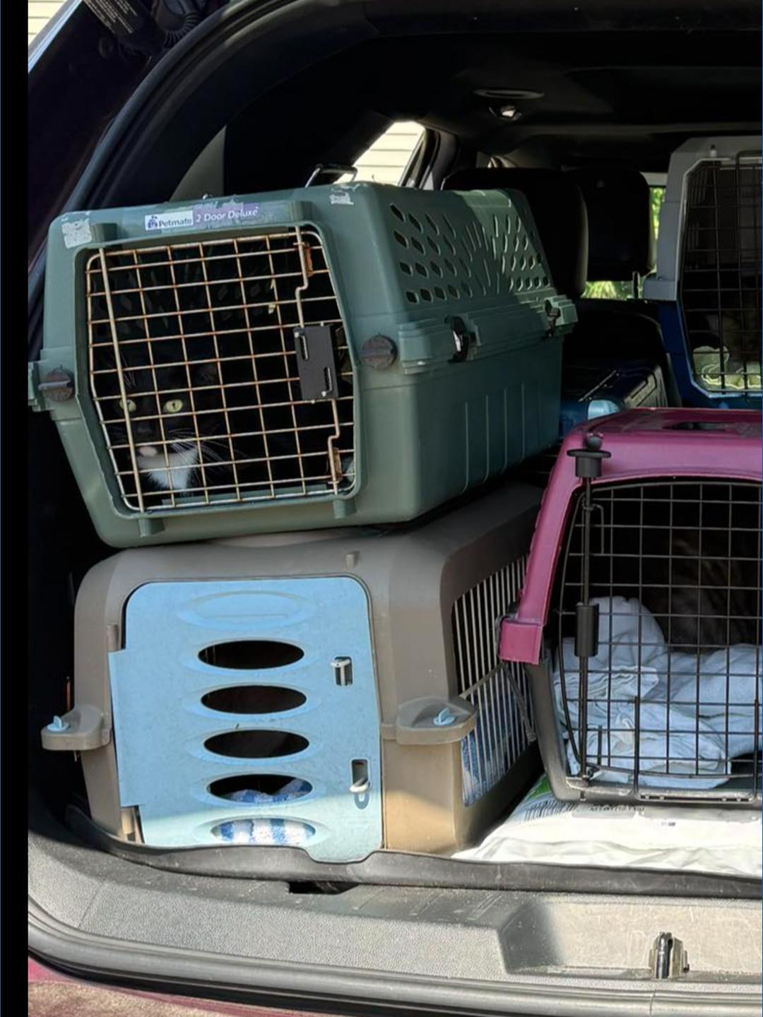 The impact of Whimsical Whiskers CatFae & Rescue in Akron | wkyc.com