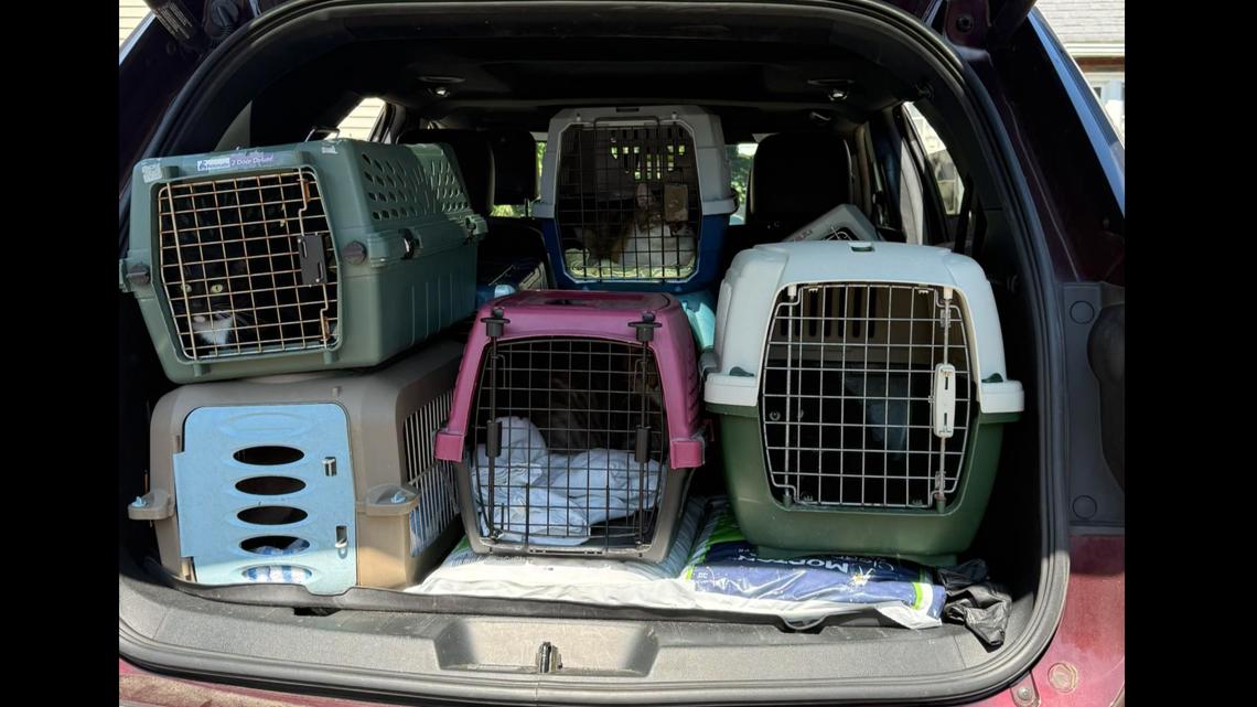 The impact of Whimsical Whiskers CatFae & Rescue in Akron | wkyc.com