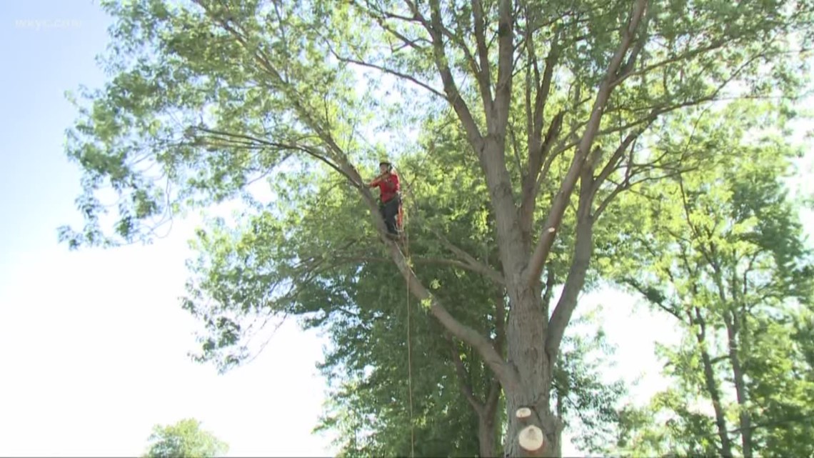 Girls in STEM: A female arborist | wkyc.com