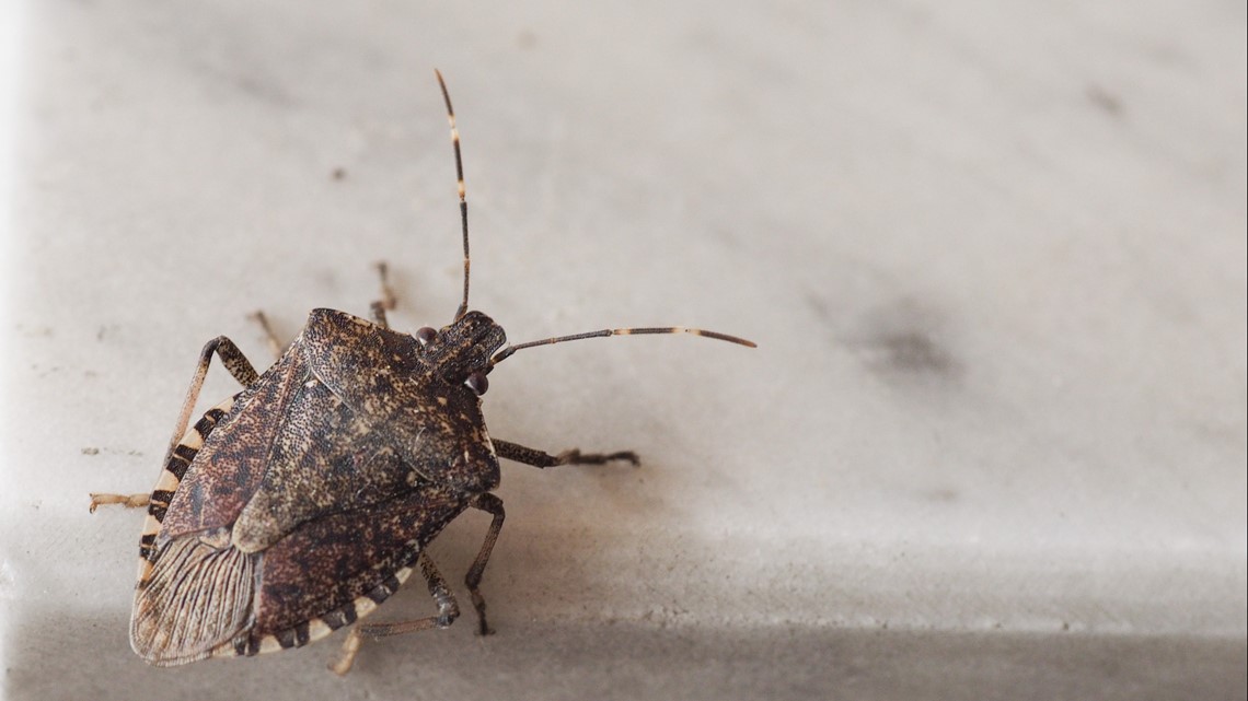 Research experiment suggests Polar Vortex may have killed large amount ...