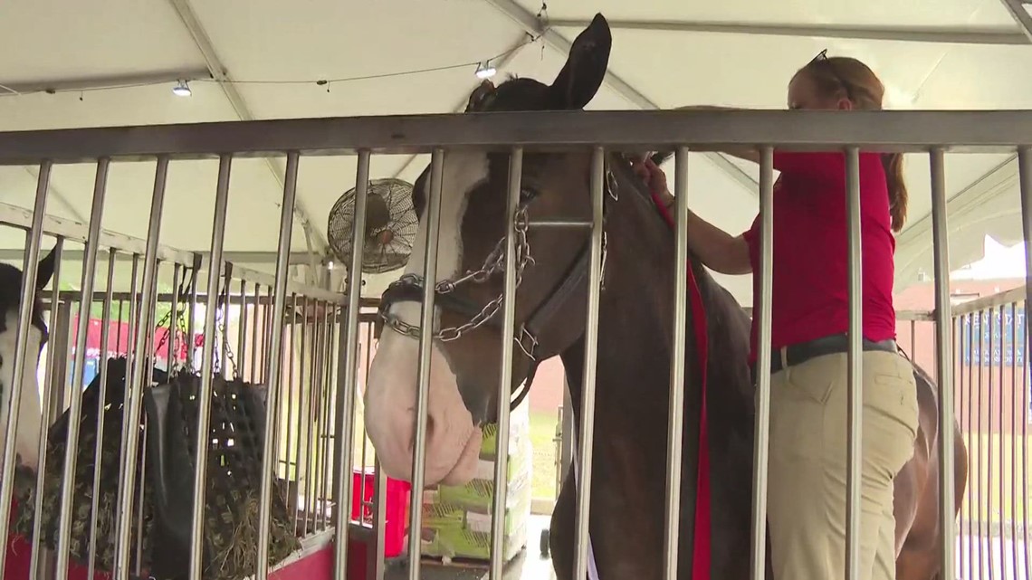 Budweiser Clydesdales highlight 2023 Balloon Classic in Canton | wkyc.com