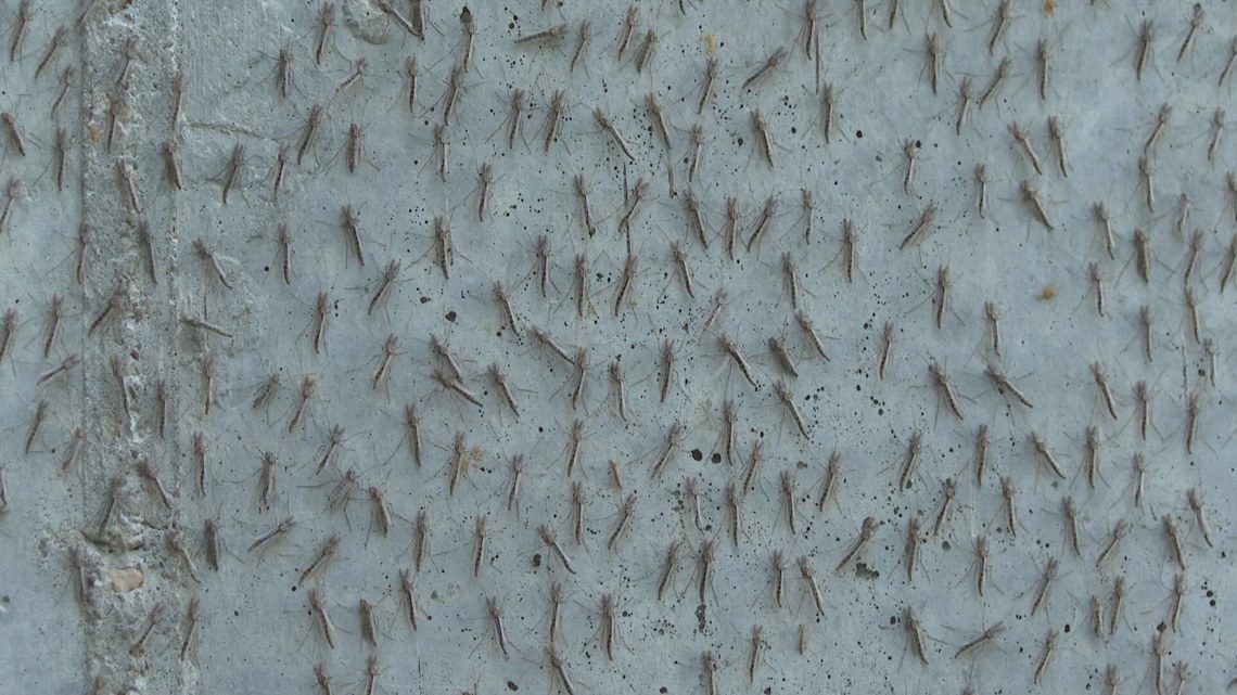 Warm fall along Lake Erie triggers 2nd round of midge swarms | wkyc.com