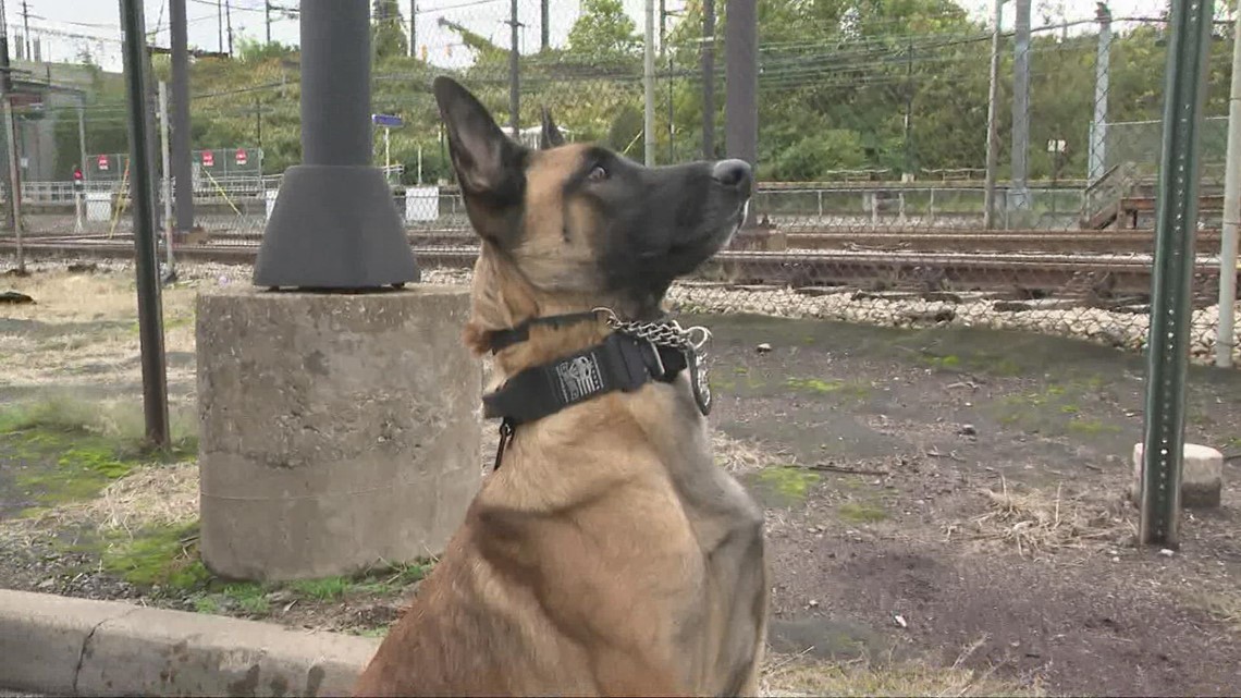 New RTA police dog Nico welcomed | wkyc.com
