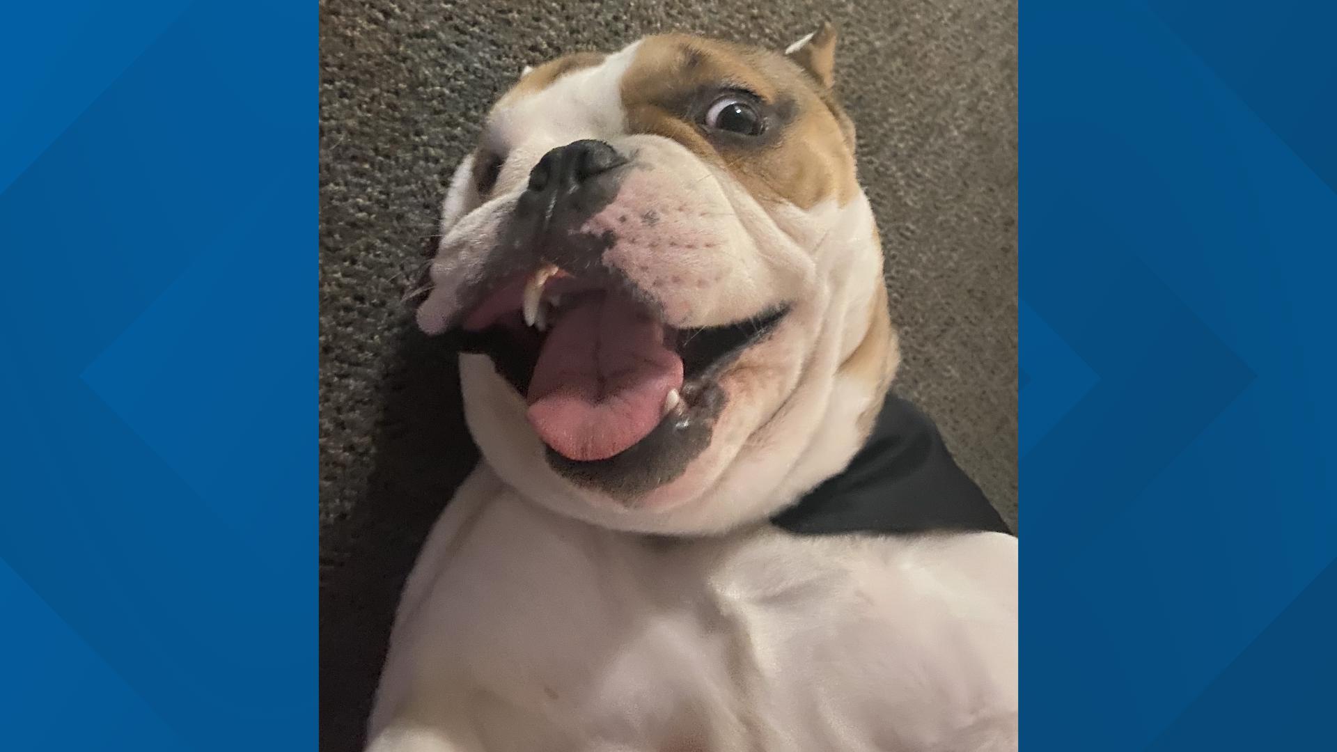 Meet Bolo, the therapy dog for Erie County dispatchers | wkyc.com