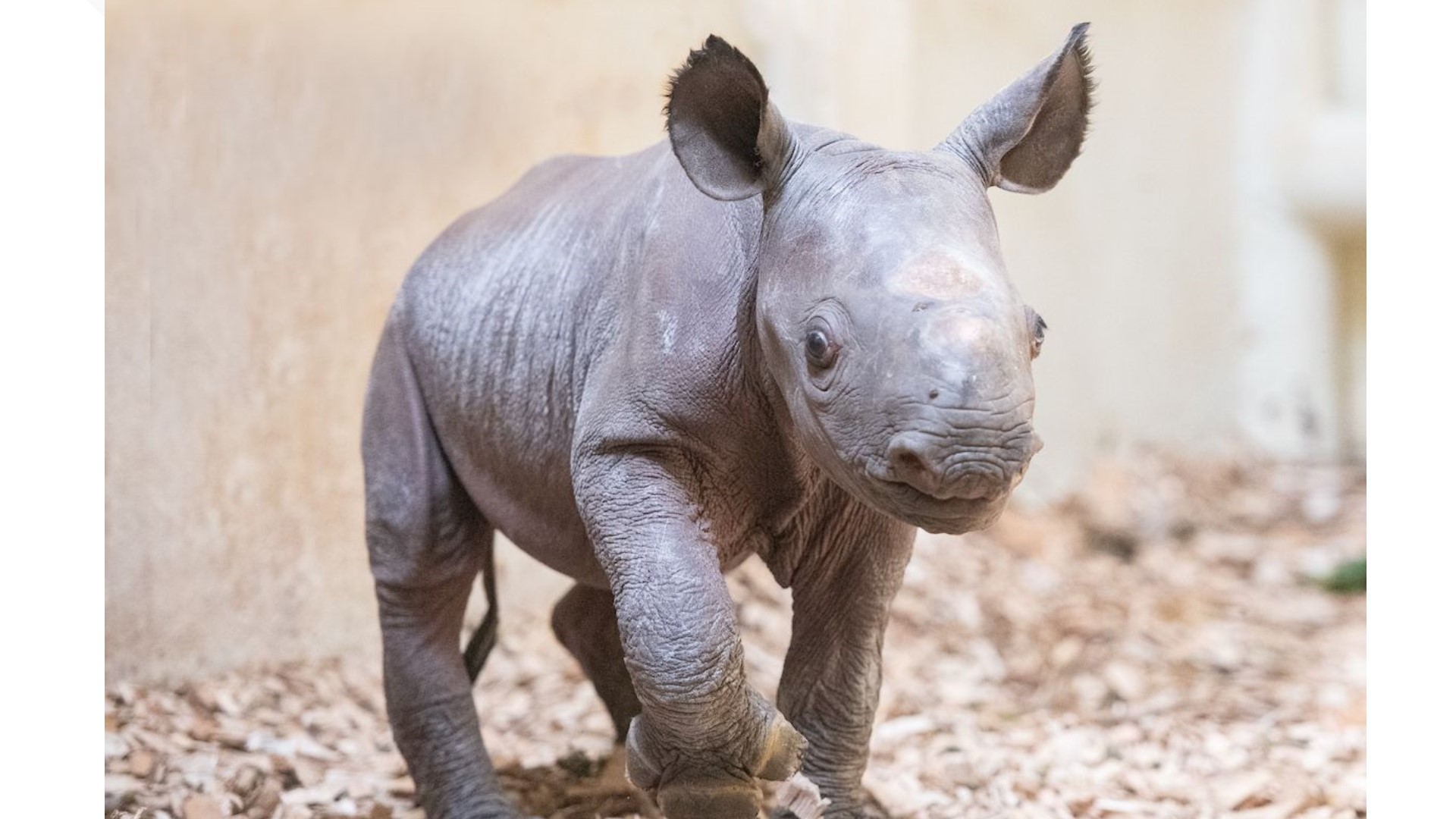 Cleveland Metroparks Zoo announces birth of female rhino calf | wkyc.com
