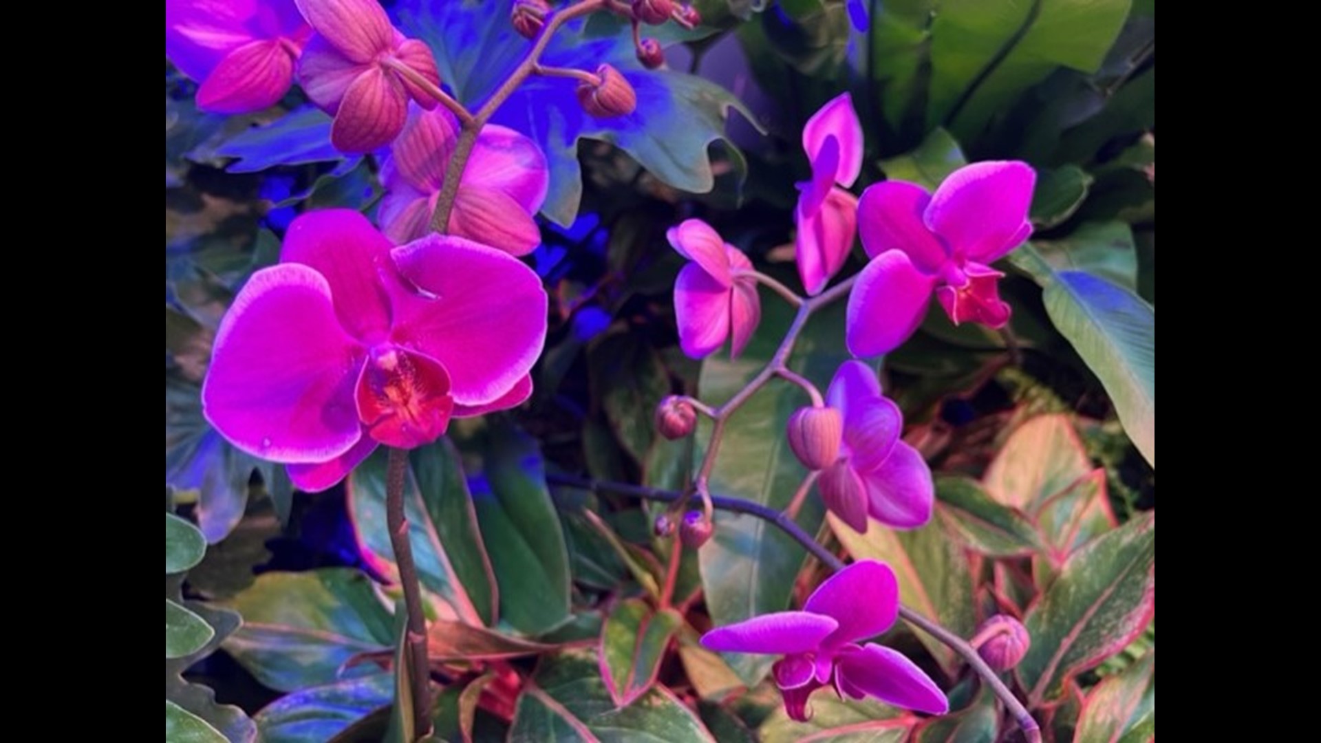 'Orchids Forever' brings more than 3,000 flowers to Cleveland | wkyc.com