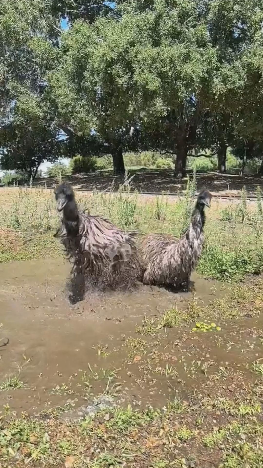 Slow-mo emu shakes off muddy water at Oakland Zoo | wkyc.com