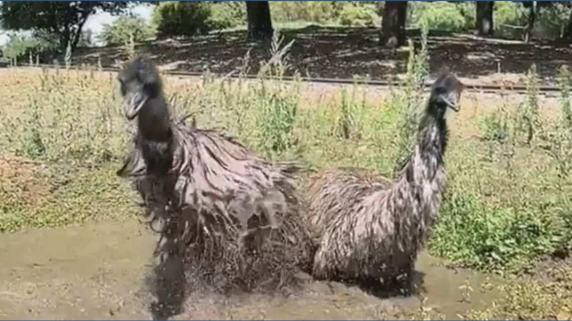 Slow-mo emu shakes off muddy water at Oakland Zoo | wkyc.com