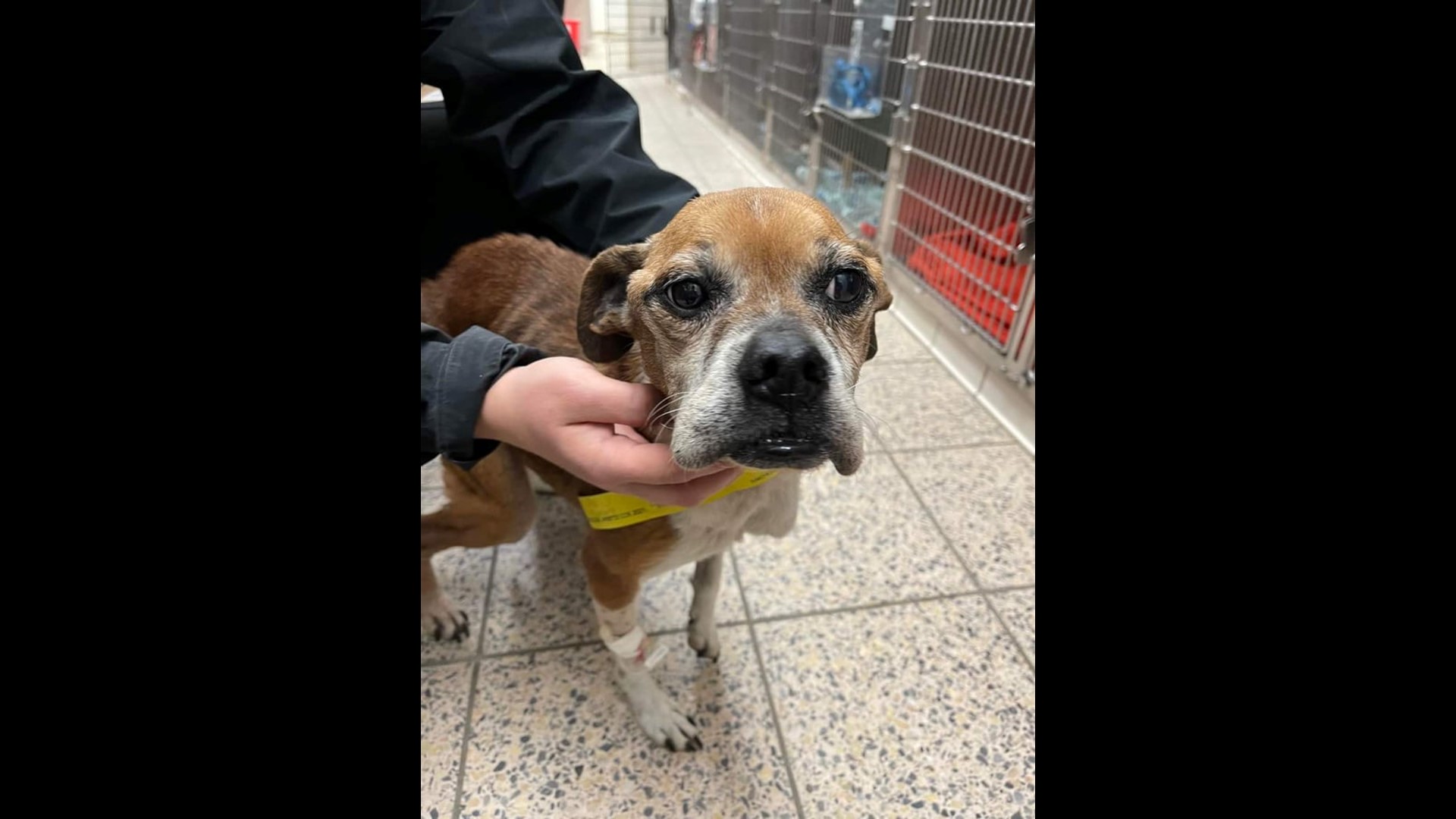 Good Samaritans save emaciated dumped dog on I-90 | wkyc.com