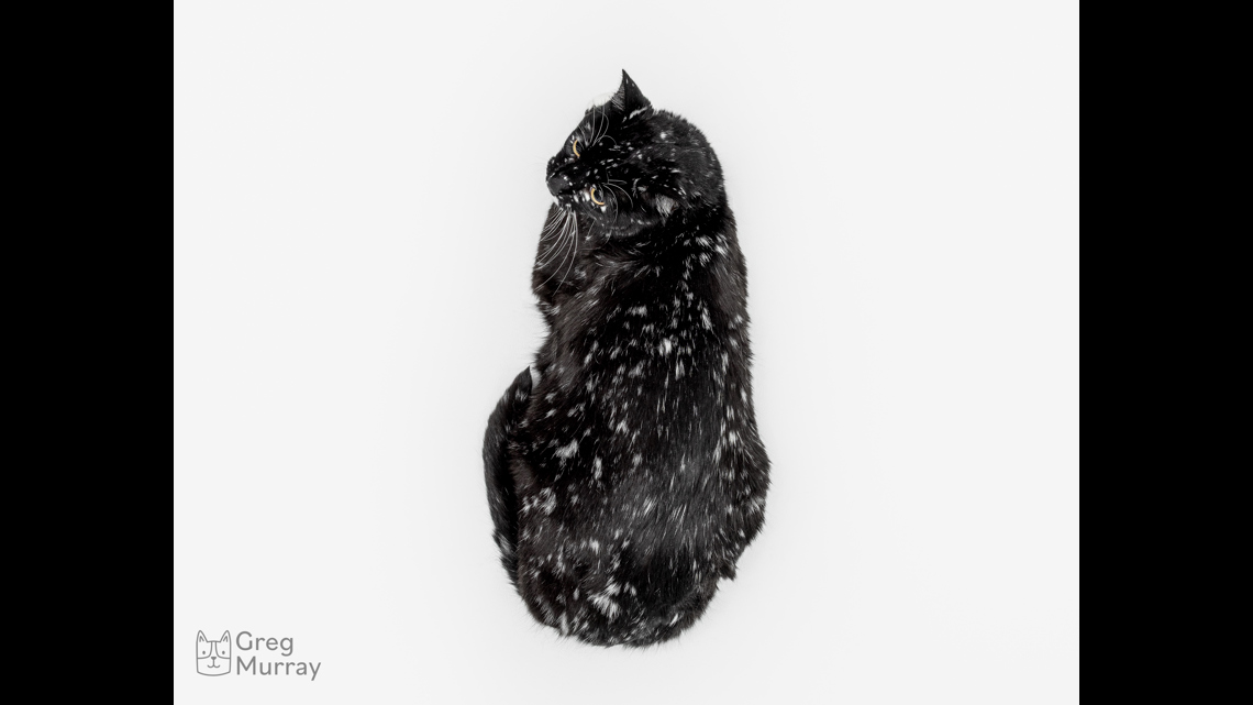 Pet photographer Greg Murray showcases Gatsby Galaxy Kitty for calendar ...