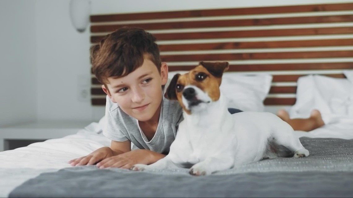 Traveling with your pets: More hotels now welcoming furry friends as ...