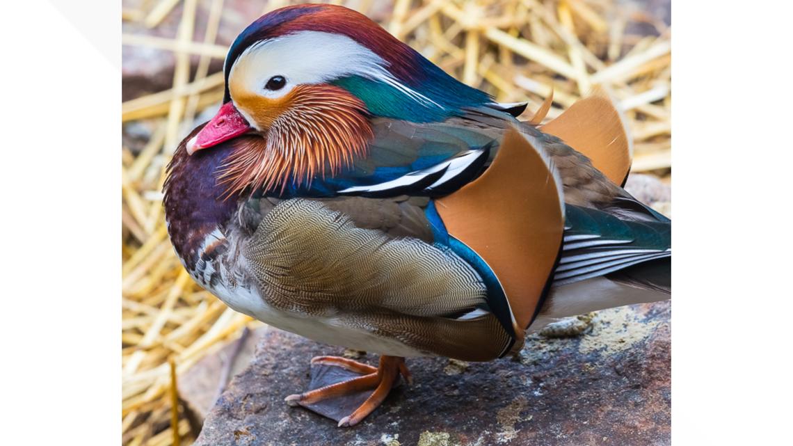 Akron Zoo moves some birds indoors as bird flu cases are detected in ...