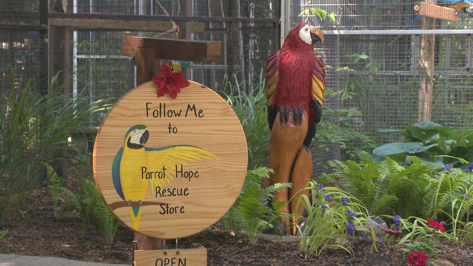 Parrot Hope Rescue in Mantua: What to know before adopting bird | wkyc.com