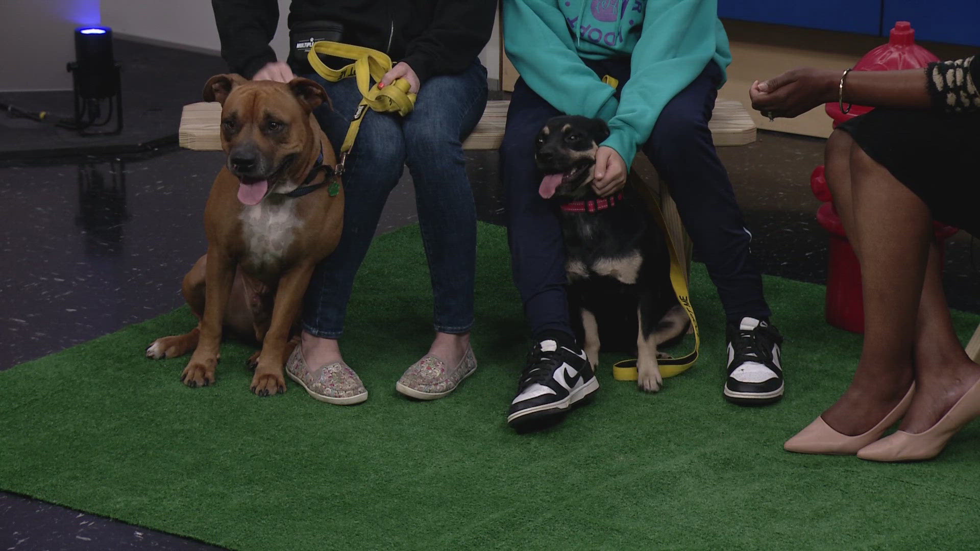 Clear the Shelters 2025: Over 3,000 pets adopted from Northeast Ohio ...