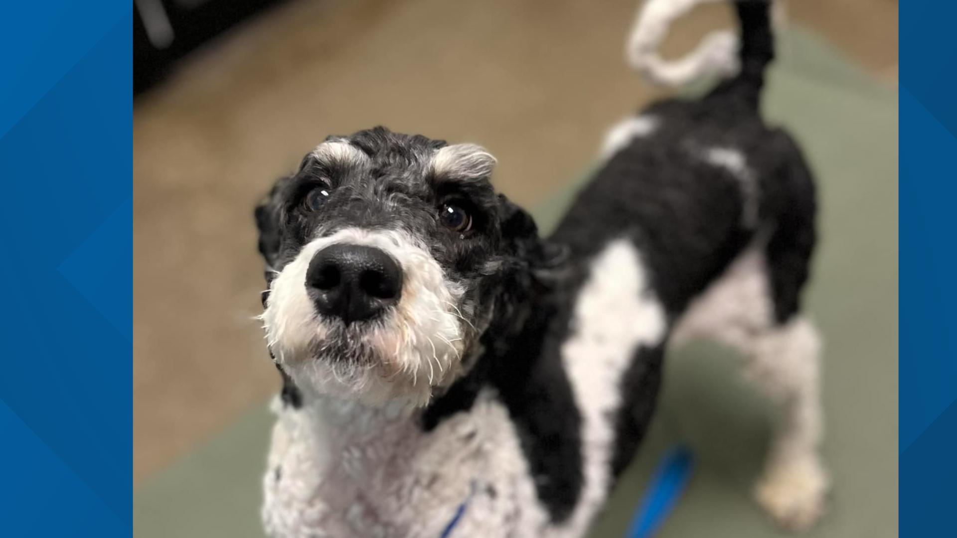 One Of A Kind Pet Rescue in Akron: Helping Persian cats and doodles ...