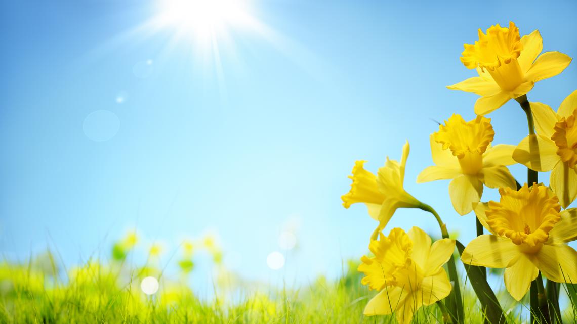 Allexis Ferrell sentenced in Stark County for eating cat in Canton ...