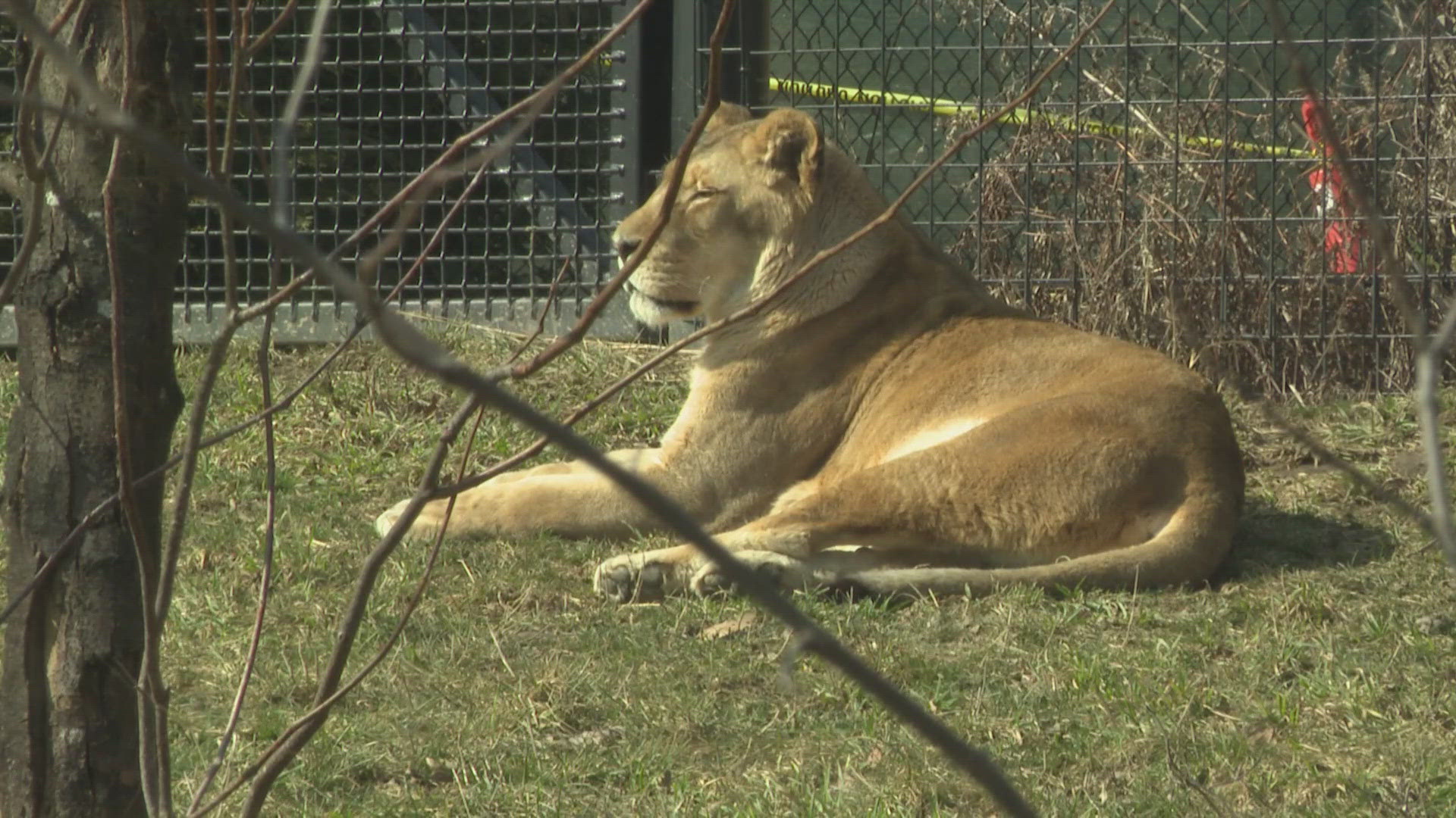 Akron Zoo plans multi-million dollar expansion featuring giraffes, new ...