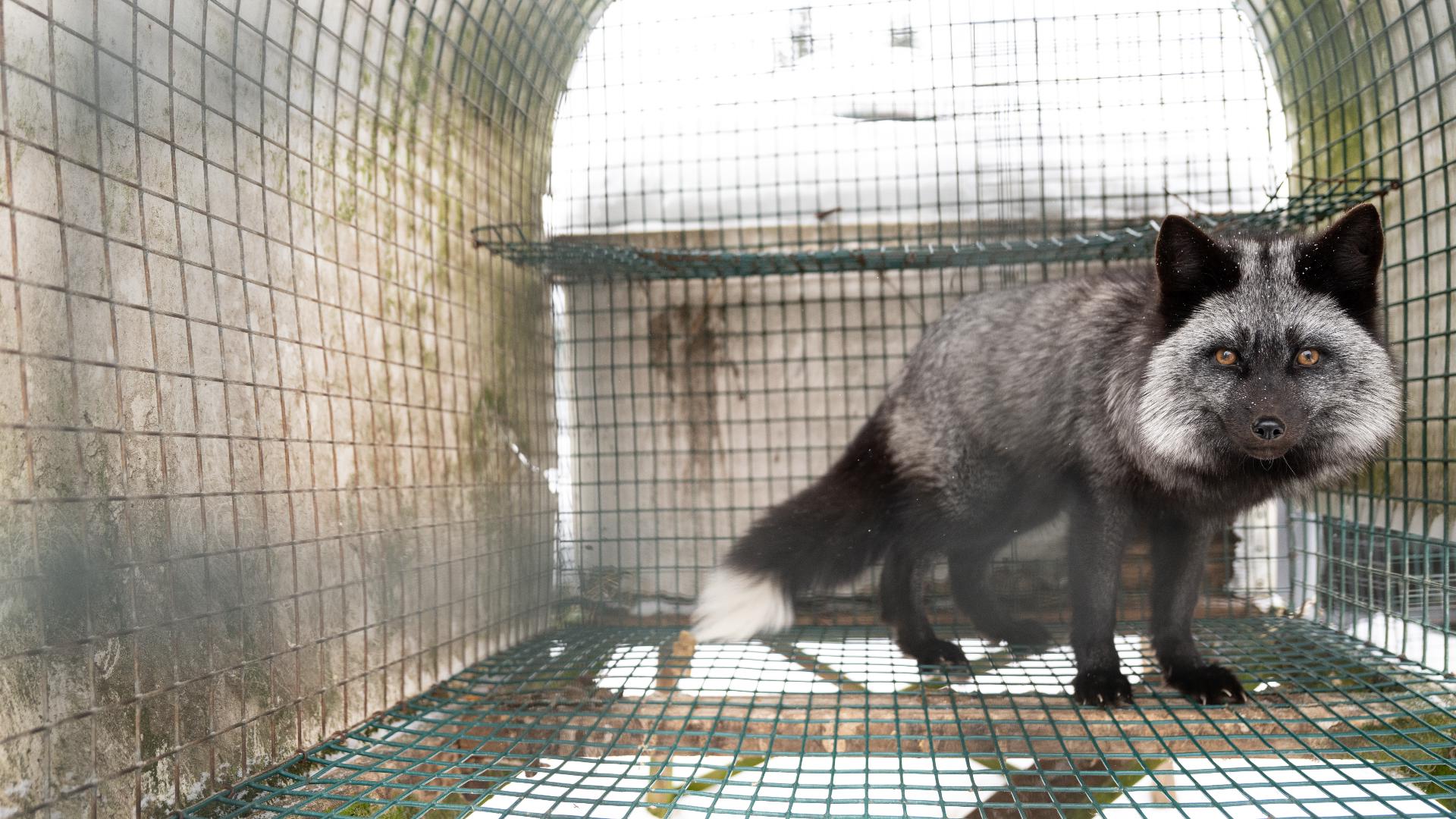 Hundreds of animals rescued from Ashtabula County fur and urine farm ...