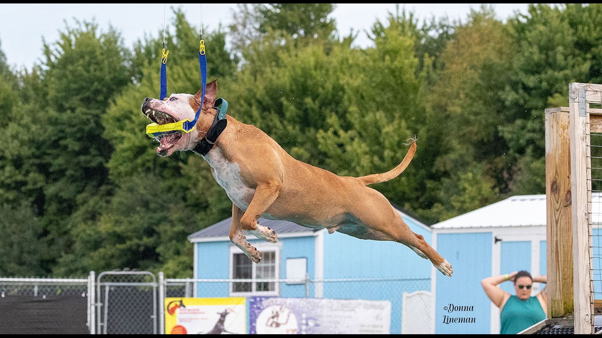 Rescue dog becomes dog diving dynamo: Ready Pet GO! | wkyc.com