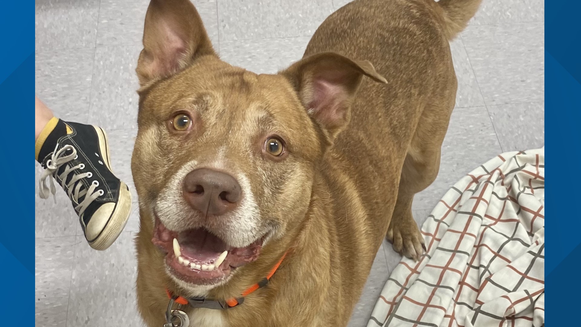 Humane Society of Summit County needs foster families for dogs | wkyc.com